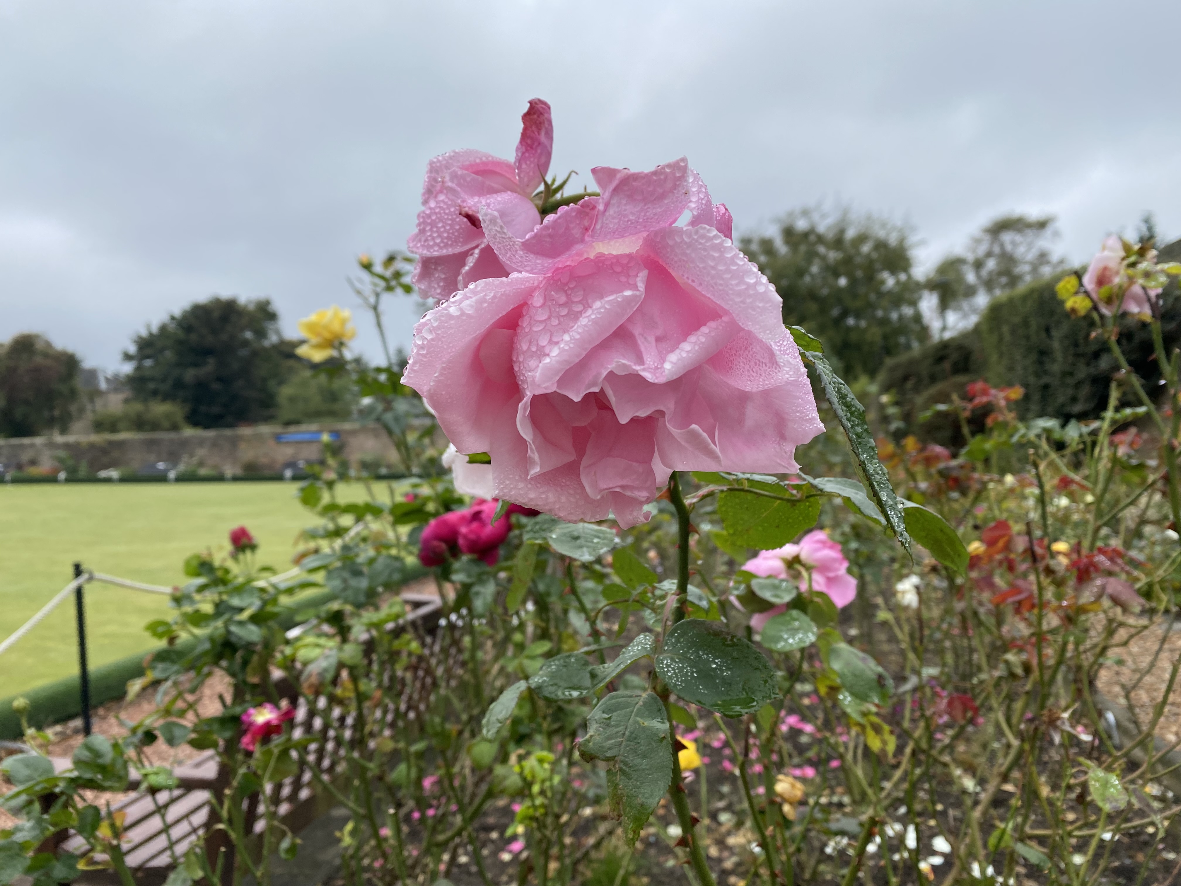 GARDEN & GROUNDS – Whitehouse & Grange Bowling Club